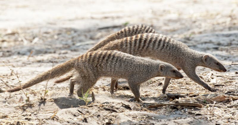 Striped mongoose stock photo. Image of okavango, nature - 36773594