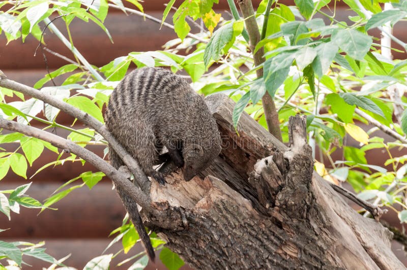 Striped Mongoose is Looking for Food on a Tree Stock Photo - Image of ...