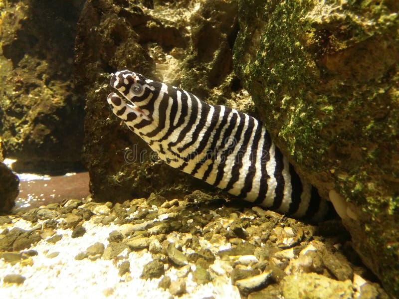 Mammoth Site stock image. Image of fossil, mammoth, united - 60751687