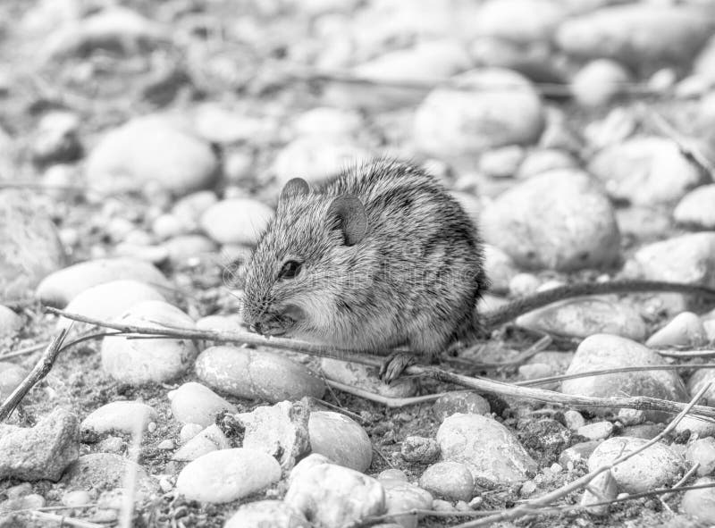 Striped Mouse stock photo. Image of rodent, sand, portrait - 257280248