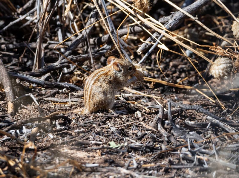 Striped Mouse stock image. Image of pumilio, kgalagadi - 256825231