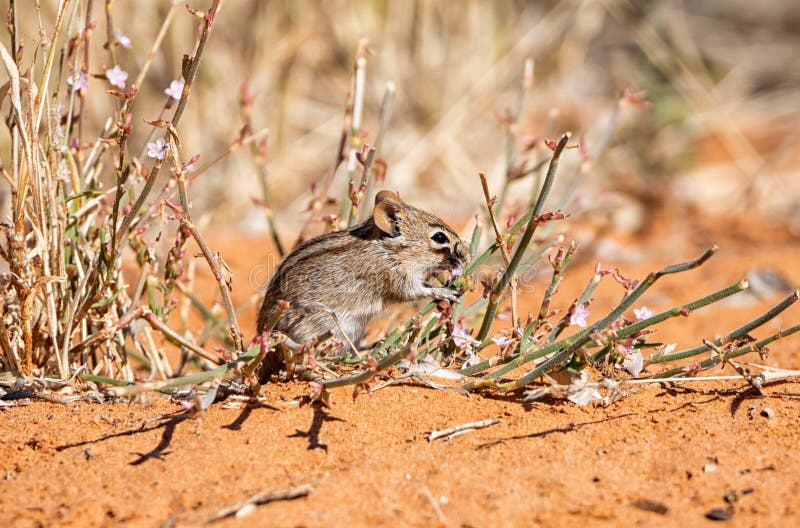Striped mouse stock image. Image of desert, sitting, wild - 808673