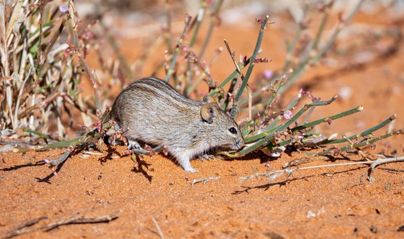 Striped Mouse stock photo. Image of pumilio, kalahari - 225511552