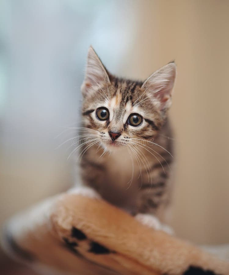 Nice kitten stock photo. Image of face, light, kitten - 2310146