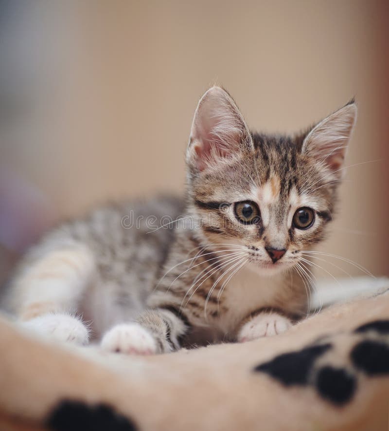 The striped nice kitten stock image. Image of beast - 101487799