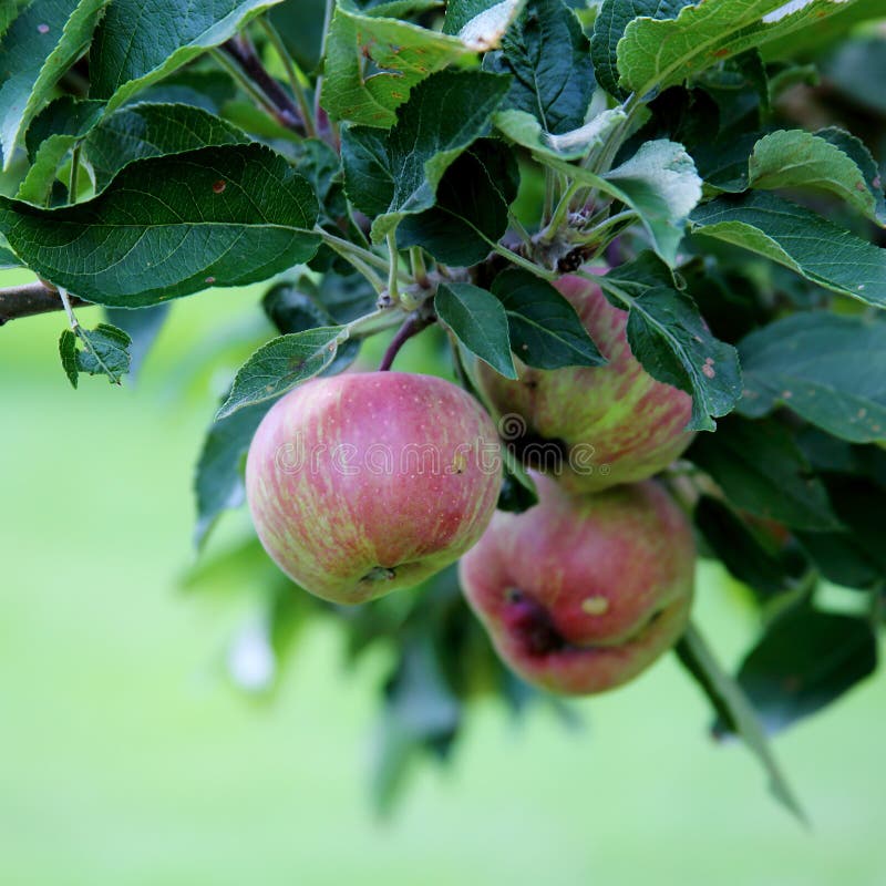 Striped Not Quite Ripe Apples Branch Stock Photos - Free & Royalty-Free ...