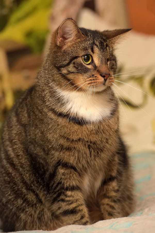 Striped One-eyed Cat in a Shelter Stock Photo - Image of blind ...