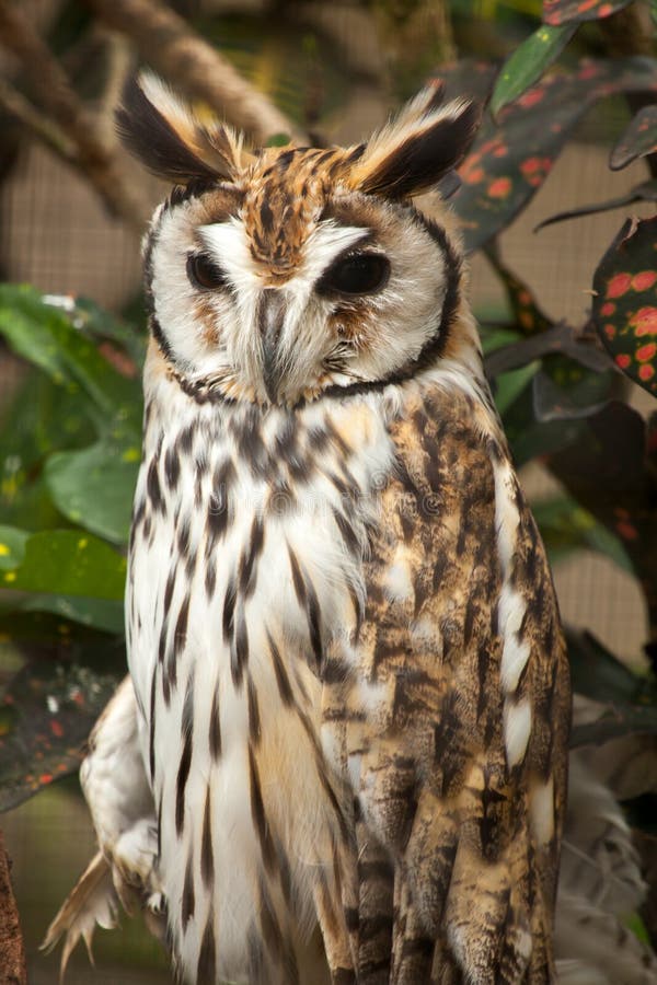 Striped owl stock image. Image of animal, zoological - 93463095