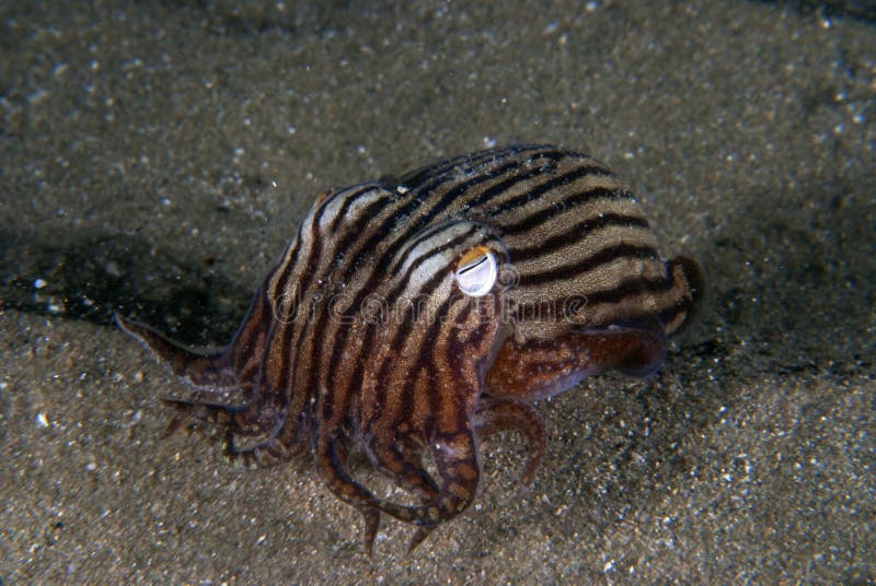 Striped Pajama Squid Stock Photos - Free & Royalty-Free Stock Photos ...
