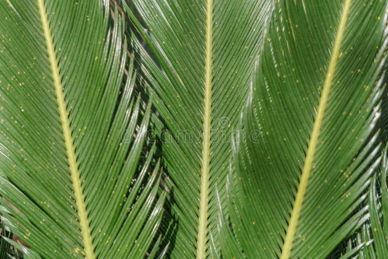 Striped Palm Leaf Background Stock Photo - Image of fresh, season ...