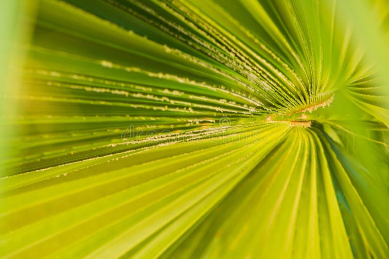 Striped Palm Leaf Background Stock Photo - Image of garden, plant ...