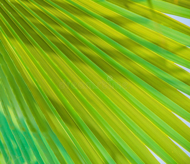 Striped Palm Leaf Background Stock Photo - Image of macro, botanical ...