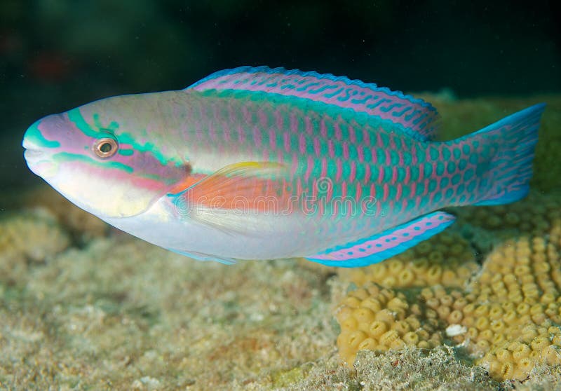 Striped Parrotfish stock image. Image of atlantic, reef - 17185853