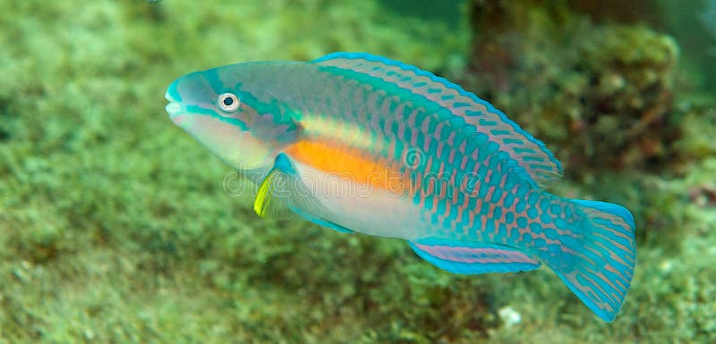 Striped Parrotfish stock image. Image of atlantic, reef - 17185853