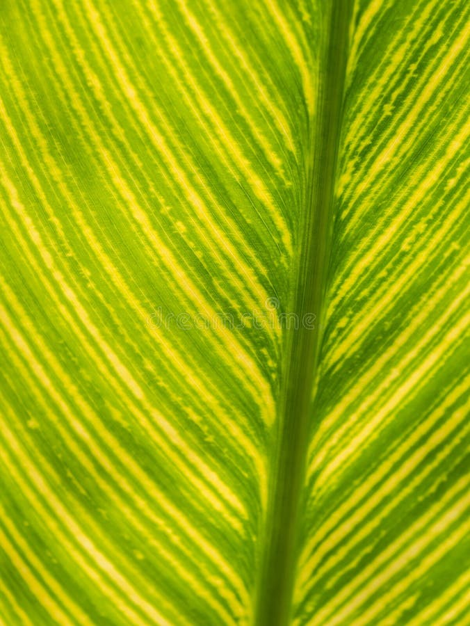 Striped Pattern of Canna Lily Leaf Stock Image - Image of jungle, canna ...