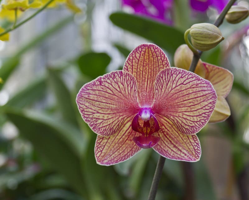 Striped Phalaenopsis Orchid Stock Photo - Image of bloom, flower: 27430064