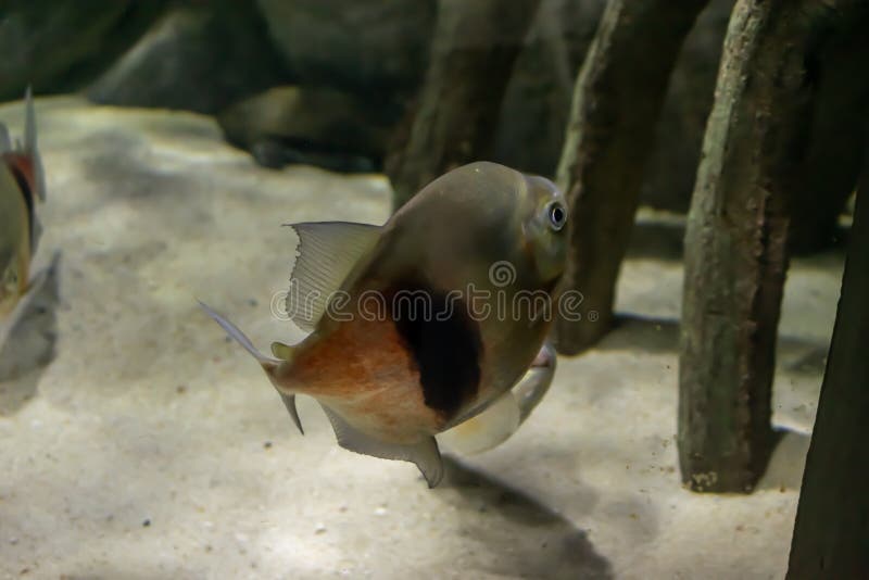 Sand Piranhas 한국어 Stock Photos - Free & Royalty-Free Stock Photos from ...