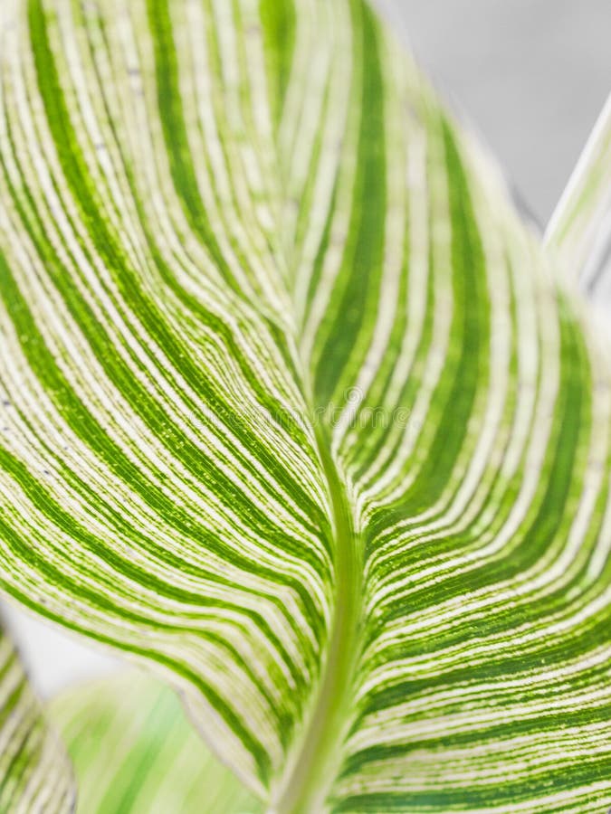 Striped Plant Leaf stock image. Image of stripy, background - 62951789