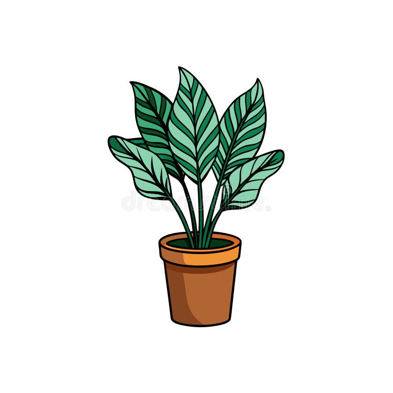 Striped Prayer Plant in Brown Pot Graphic Illustration Stock Image ...
