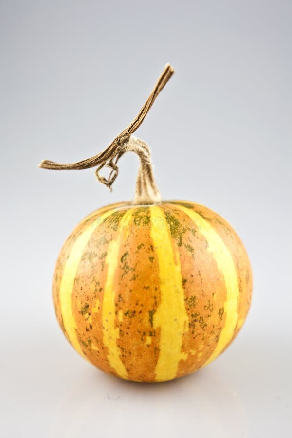 Striped pumpkin stock image. Image of rural, decorative - 12651343