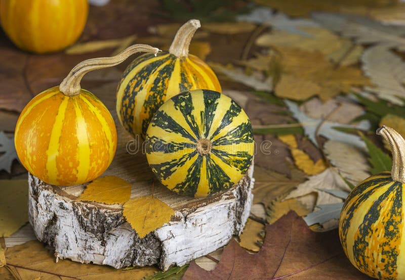Striped Pumpkins on a Background of Dry Autumn Leaves Stock Photo ...