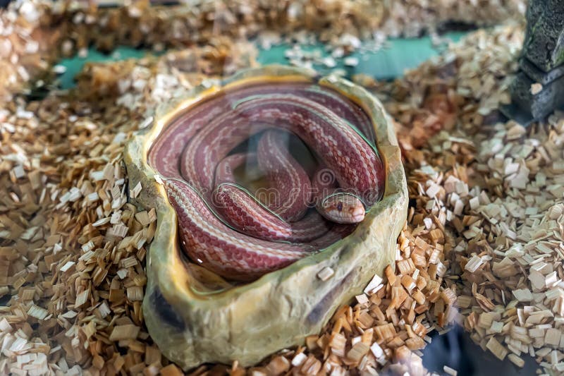 Striped Purple Pink Snake in Terrarium. Pet Snake Stock Photo - Image ...