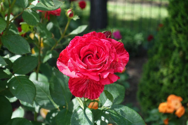 Striped Red Flower of Rose in June Stock Photo - Image of outdoors ...