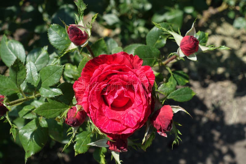 Striped red flower of rose stock image. Image of bloom - 124261999