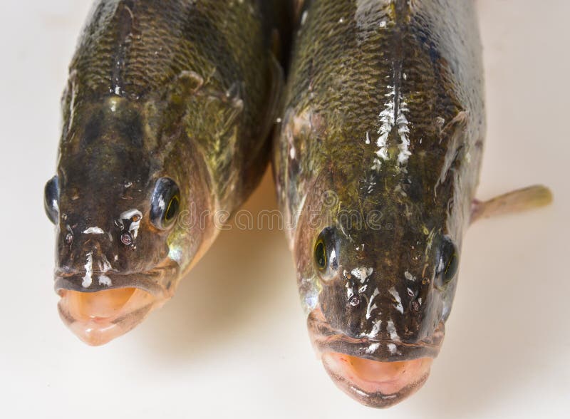 Striped river perch stock image. Image of hook, lake - 80838365