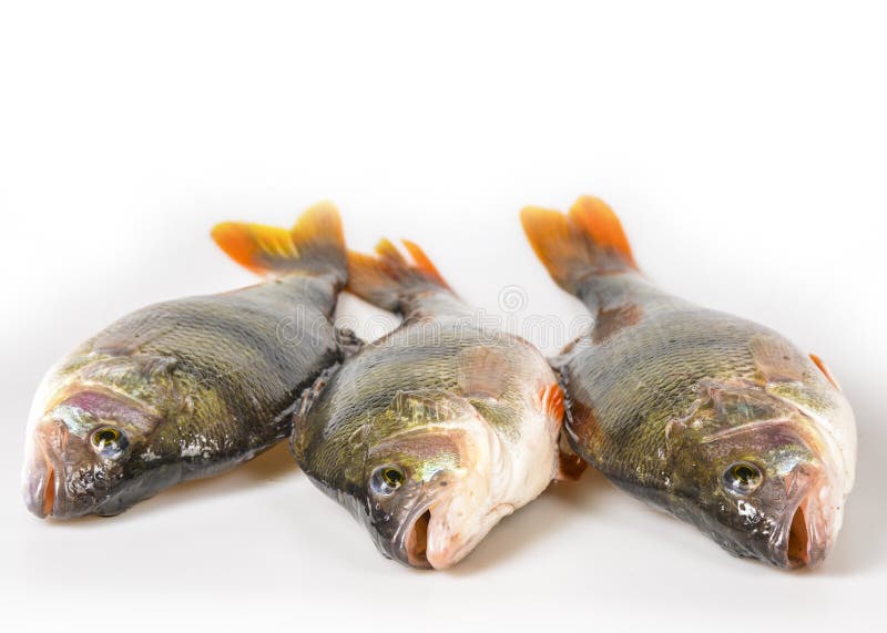 Striped river perch stock image. Image of hook, lake - 80838365