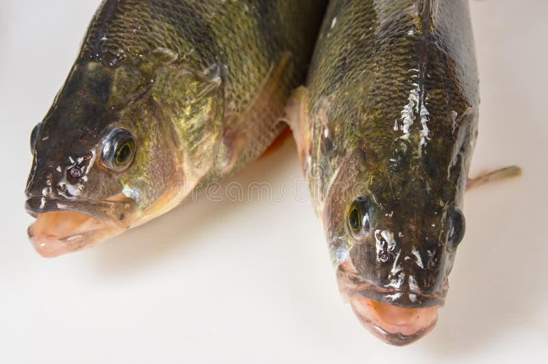 Striped river perch stock image. Image of hook, lake - 80838365