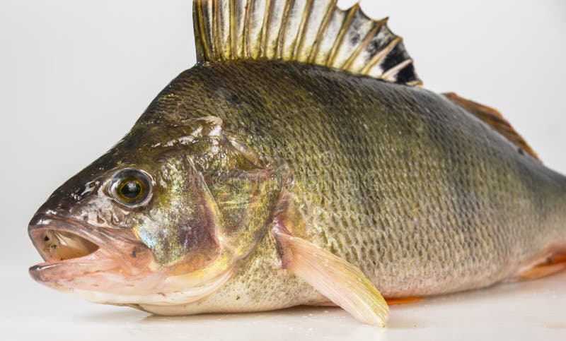 Perch striped predator stock photo. Image of striped - 95376776