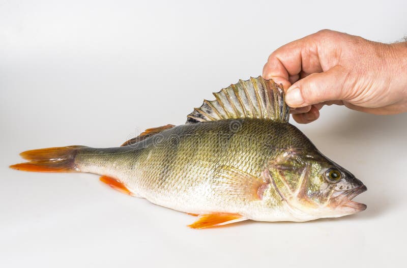 Striped river perch stock photo. Image of dinner, food - 80838560