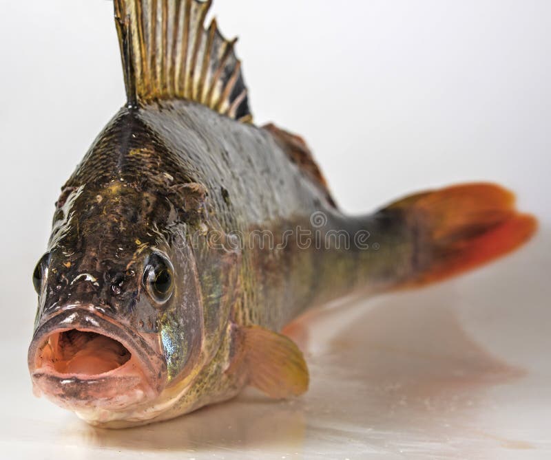 Striped river perch stock image. Image of hook, lake - 80838365