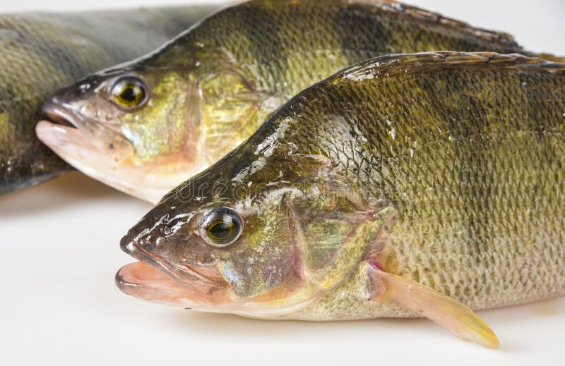 Striped river perch stock photo. Image of dinner, food - 80838560