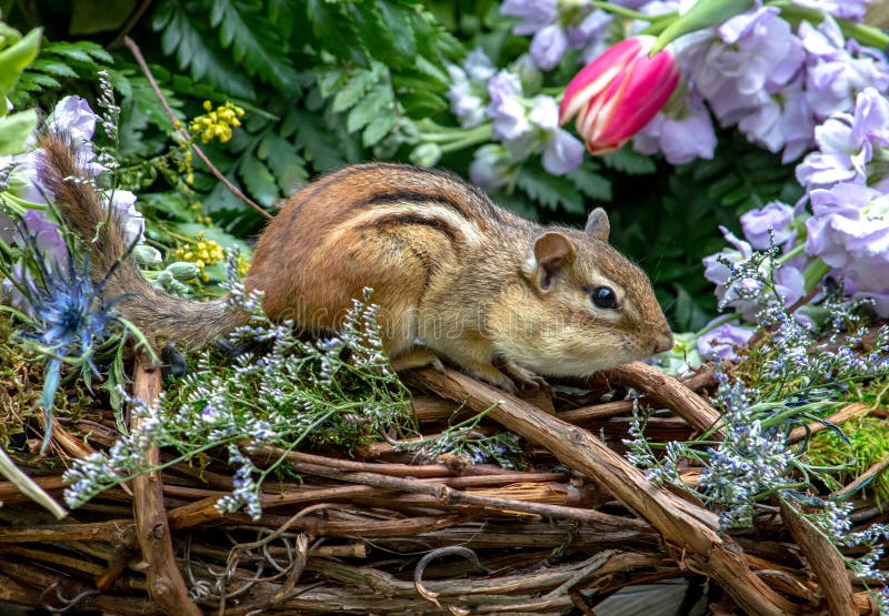 Striped Rodent Plays in a Spring Garden Stock Image - Image of ...