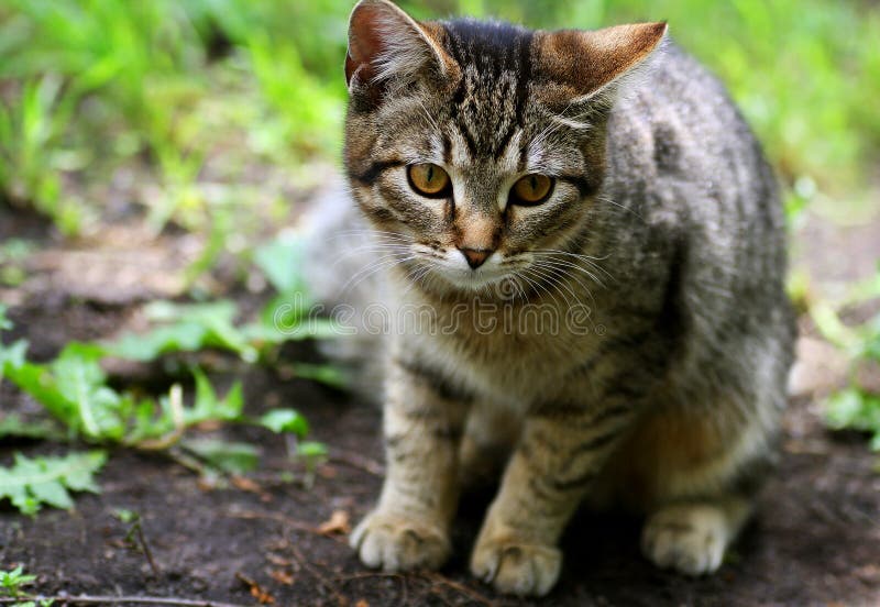 Striped Scared Kitten Sitting on the Grass. Stock Image - Image of ...