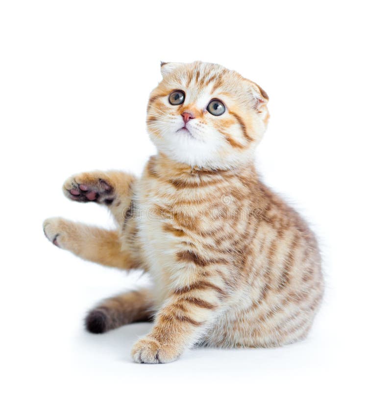 Striped Scottis Kitten Fold Breed Sitting Isolated Stock Photo - Image ...