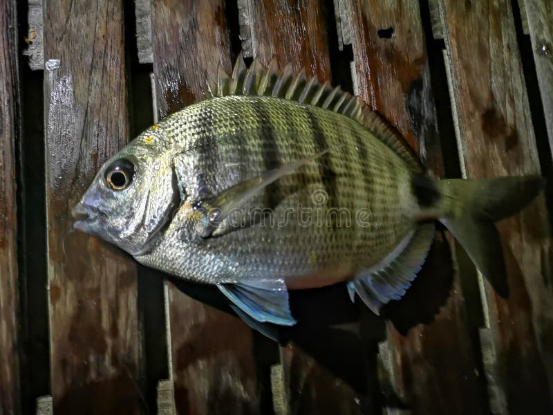 Striped Sea Bream stock image. Image of seabream, mediterranean - 137086107