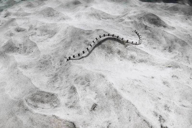 Striped Sea Snake on Sea Sandy Bottom in Tropical Sea. Dangerous Snake ...