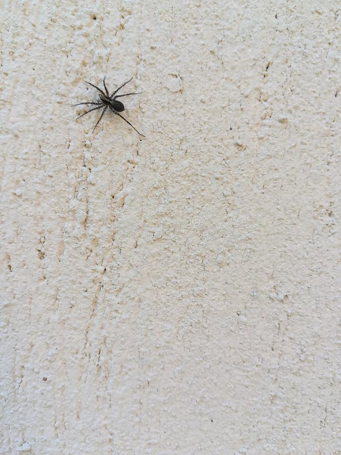 Abstract Background with Subtle Grunge Texture and Black Spider Stock ...