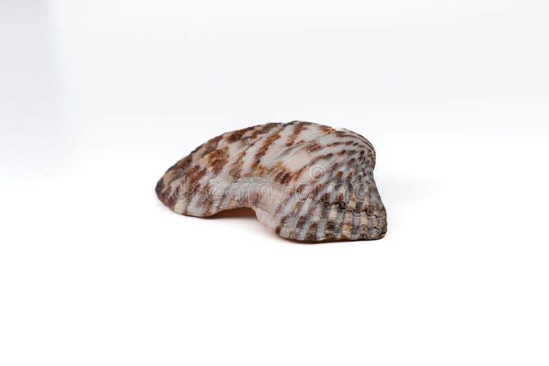 Striped Seashell Ridges White Background Stock Photos - Free & Royalty ...