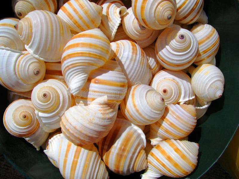 Lots of Colourful Striped Seashells. Stock Image - Image of seashells ...