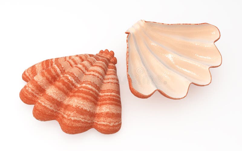 Striped Shell stock illustration. Illustration of summer - 11588994
