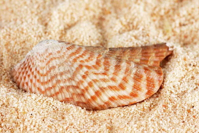 Striped shell on sand stock photo. Image of ocean, texture - 36220510