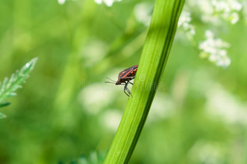 Striped Shield Bug on the Stem of a Meadow Plant Stock Image - Image of ...