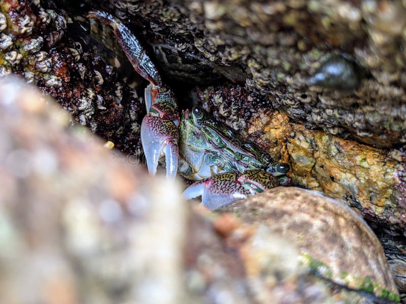 Striped Shore Crab & X28;2& X29; Stock Image - Image of fish, green ...