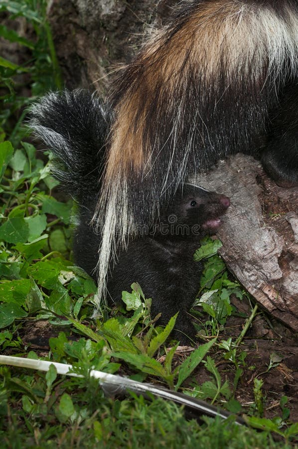 Striped Skunk Kit Mephitis Mephitis Cries Out Under Mother`s T Stock ...