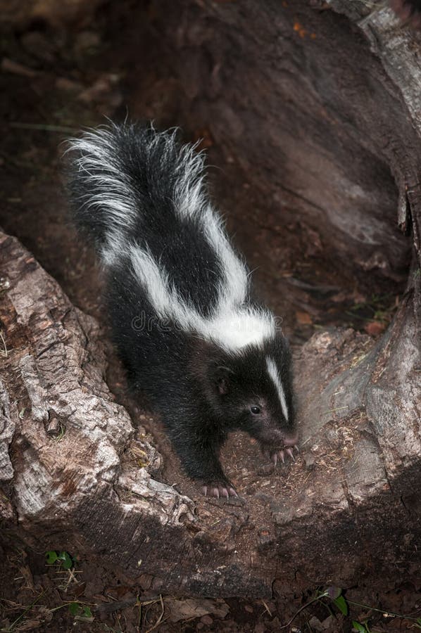 Striped Skunk Kit Mephitis Mephitis Stands at Edge of Log Stock Photo ...