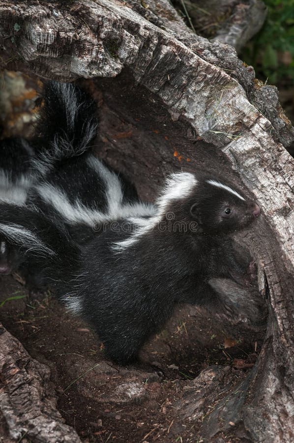 Striped Skunk Kit Mephitis Mephitis Stands Log Stock Photos - Free ...
